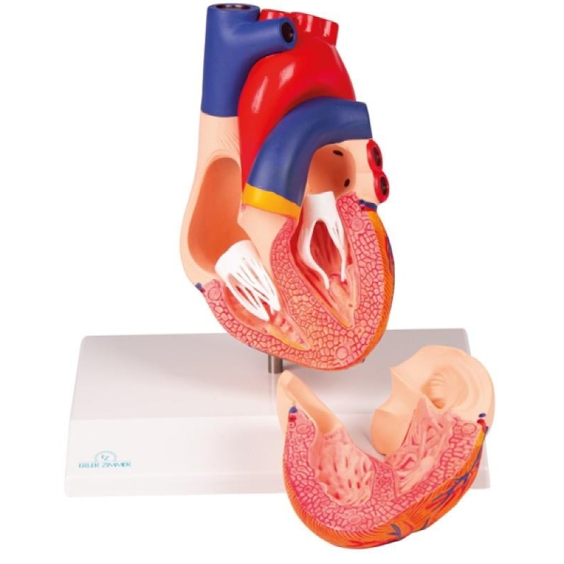 Erler-Zimmer 2-Part Life-Size Heart Model - LabWorld.co.uk